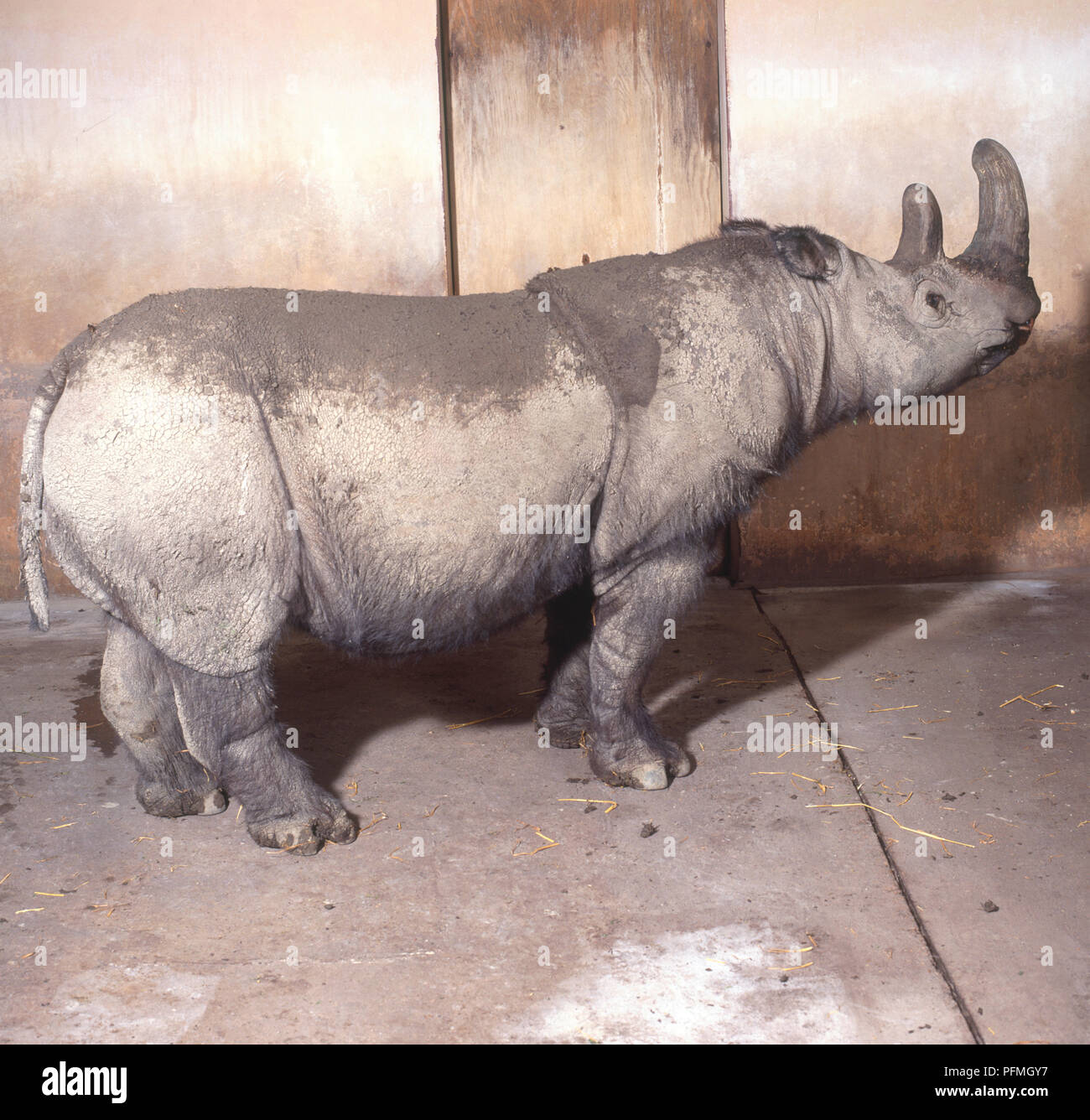 Nashorn sumatrensis -Fotos und -Bildmaterial in hoher Auflösung – Alamy