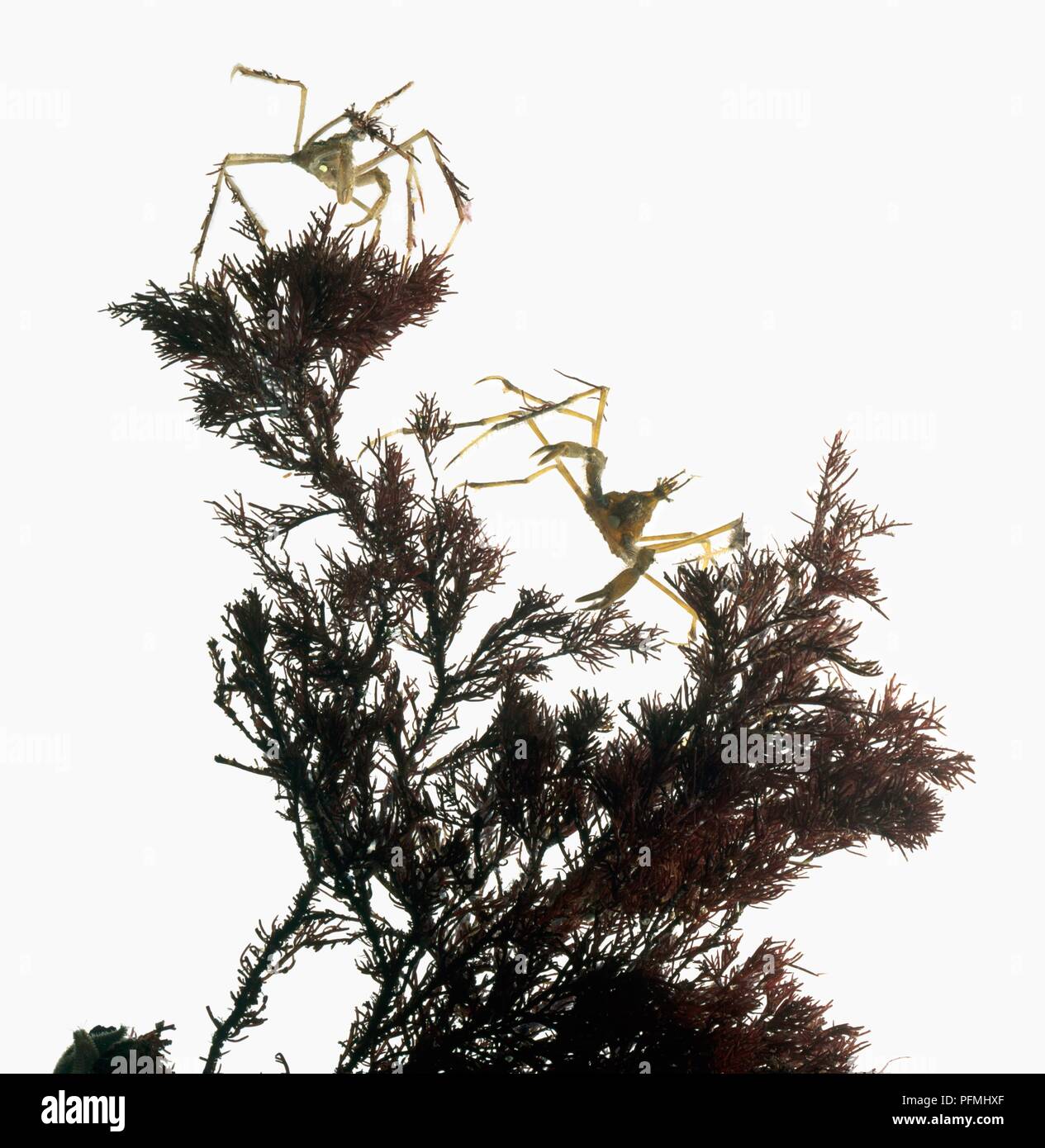 Zwei seespinnen -Fotos und -Bildmaterial in hoher Auflösung – Alamy