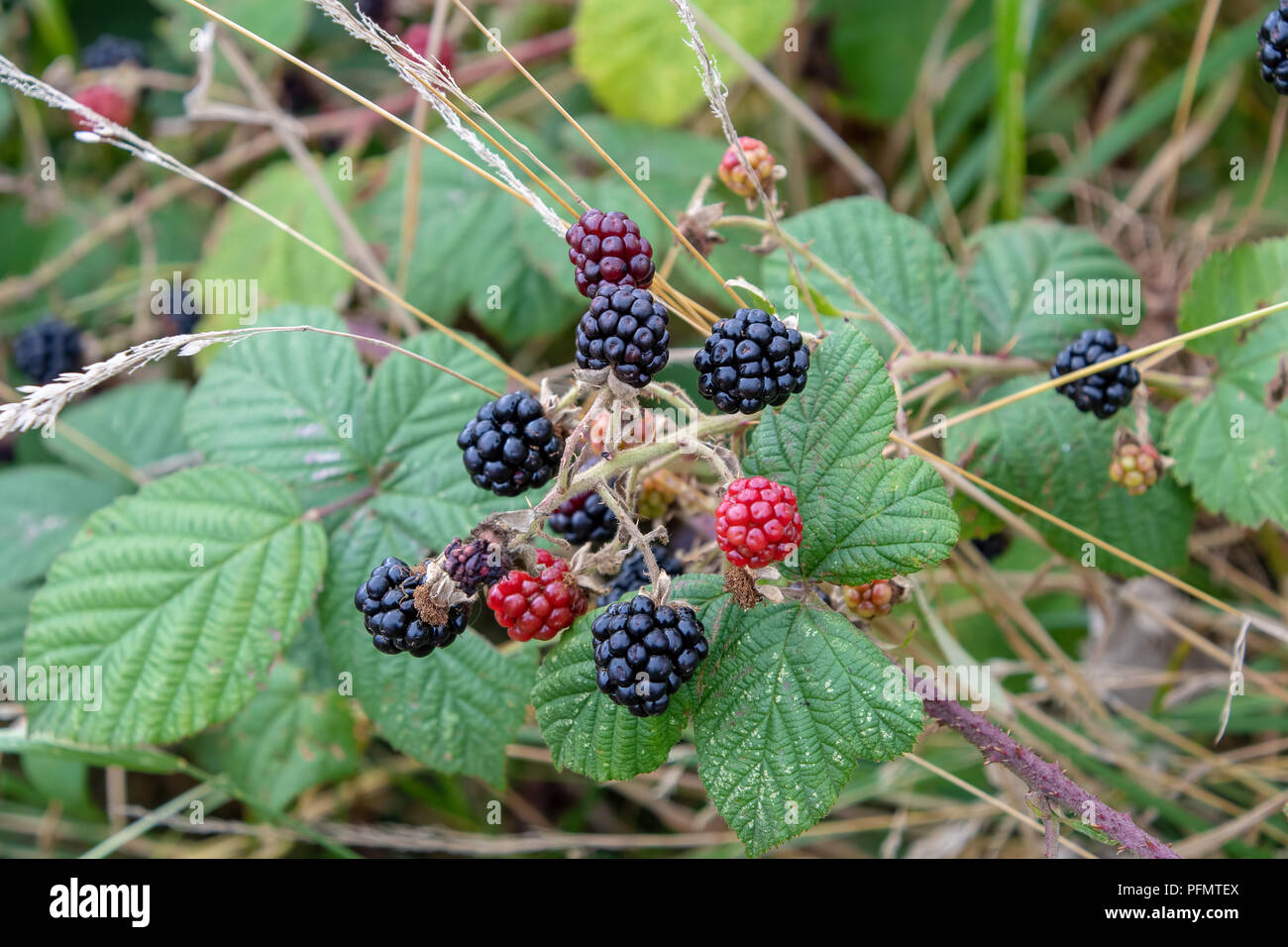 Wilde brombeere -Fotos und -Bildmaterial in hoher Auflösung – Alamy
