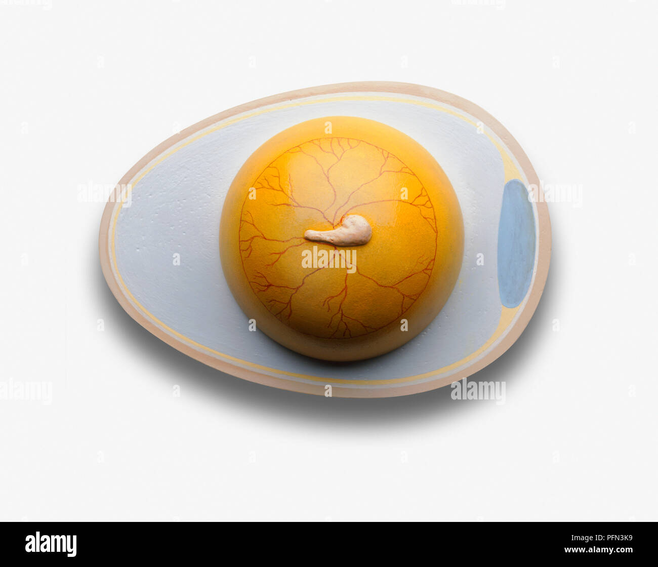 Entwicklung des hühnerembryos -Fotos und -Bildmaterial in hoher ...