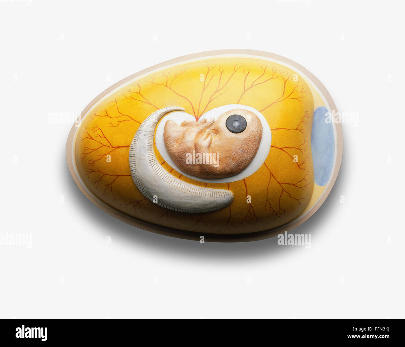 Entwicklung des hühnerembryos -Fotos und -Bildmaterial in hoher ...