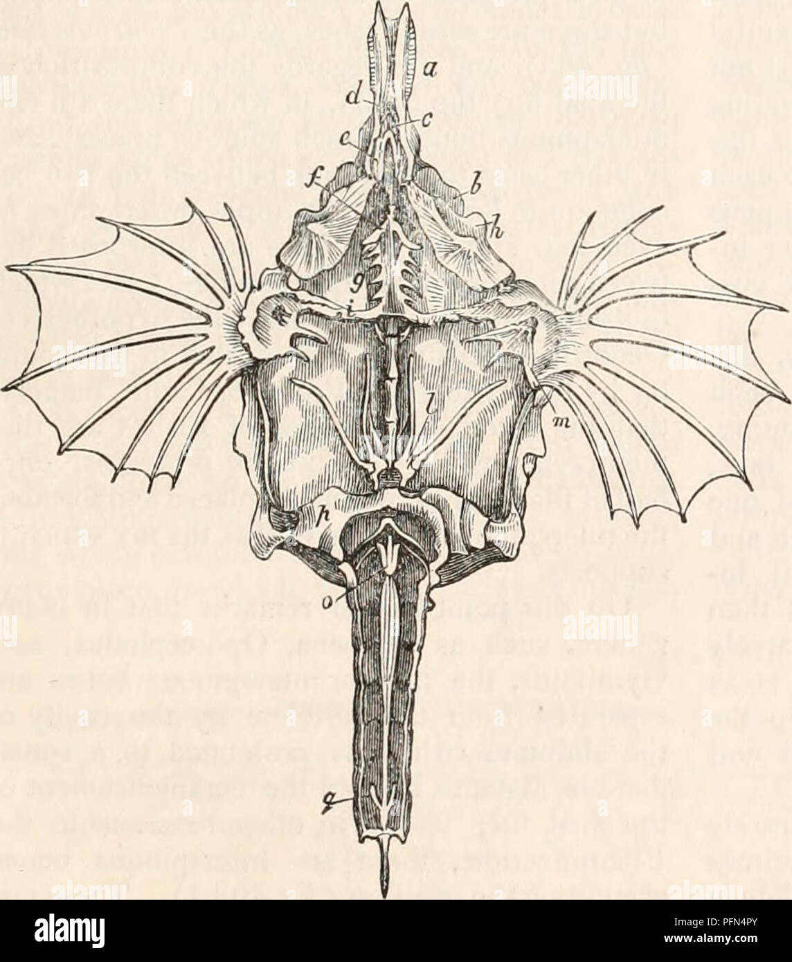 Orbital Bone Stockfotos und -bilder Kaufen - Alamy