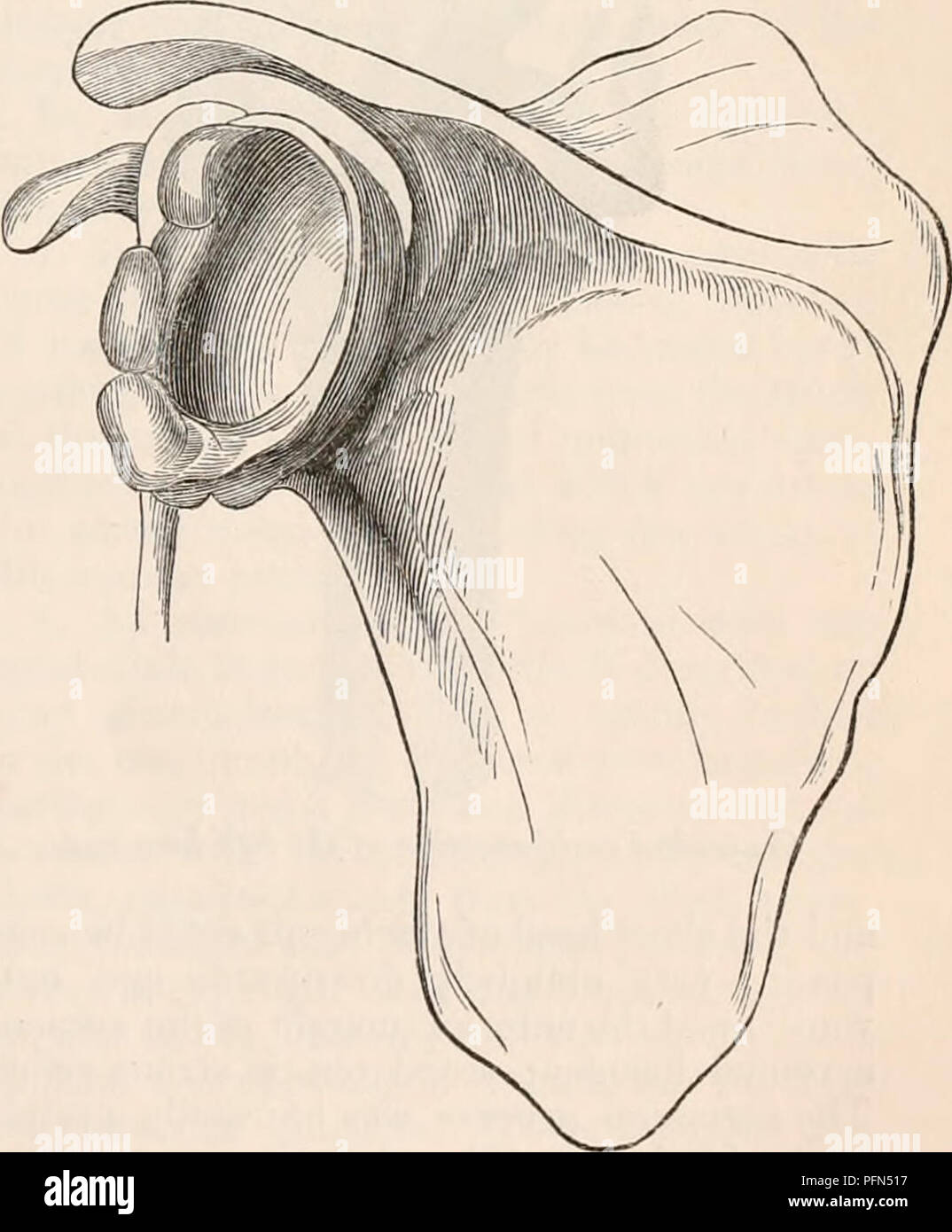 Acromion prozess -Fotos und -Bildmaterial in hoher Auflösung – Alamy