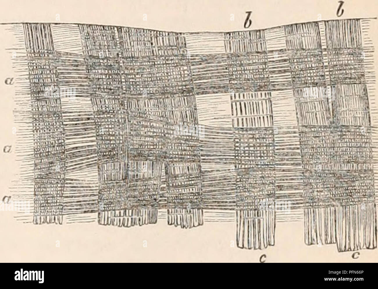 Flimmerepithel lunge -Fotos und -Bildmaterial in hoher Auflösung – Alamy