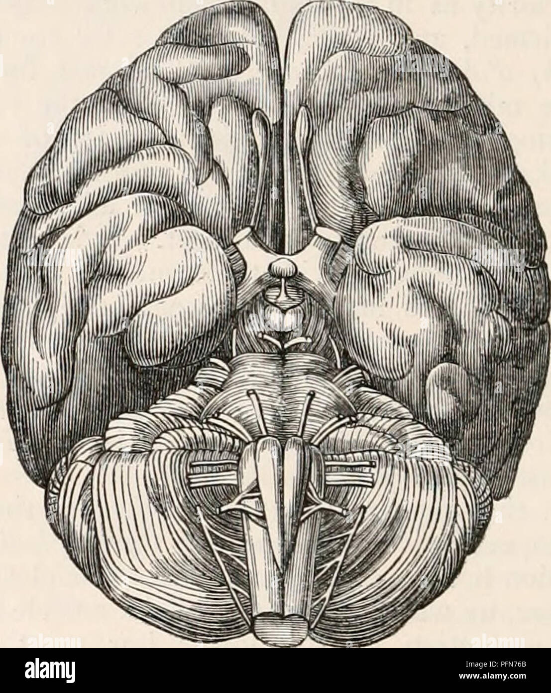 . Die cyclopaedia von Anatomie und Physiologie. Anatomie, Physiologie ...
