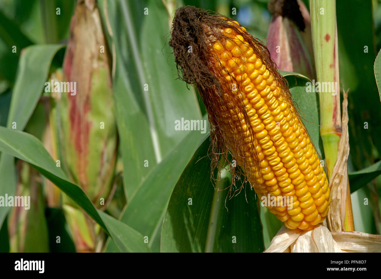 Mais zea mays -Fotos und -Bildmaterial in hoher Auflösung – Alamy