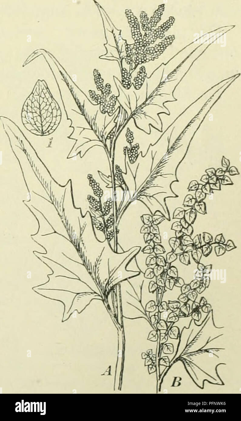 . De flora van Nederland. Pflanzen. Atriplex hortense Abb. 122. Zijn ...