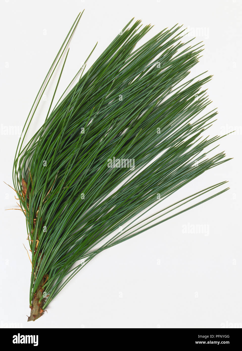 Pinus ayacahuite -Fotos und -Bildmaterial in hoher Auflösung – Alamy
