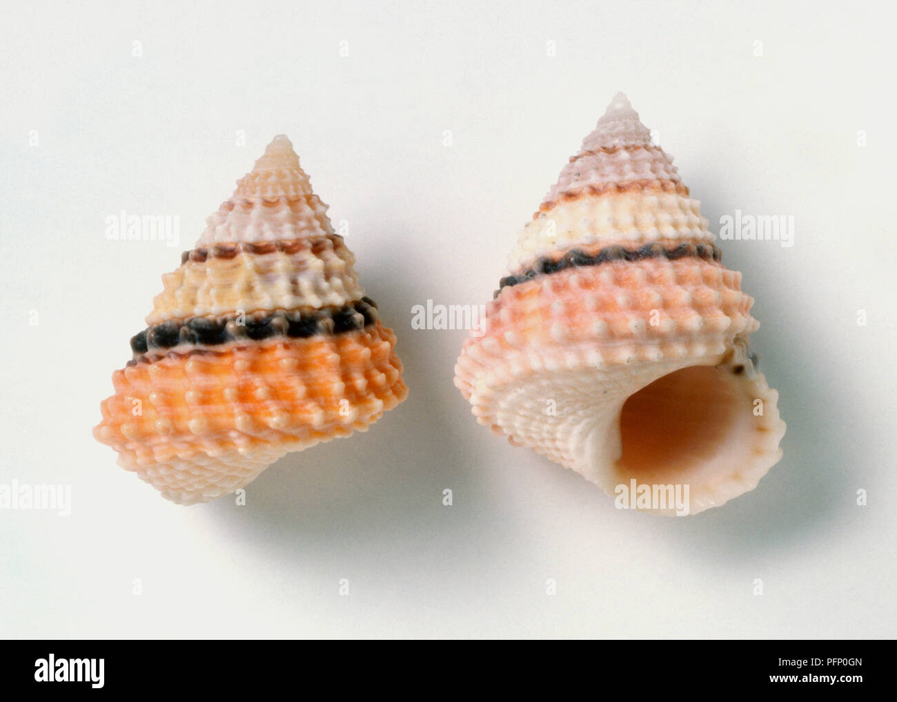 Tectarius coronatus -Fotos und -Bildmaterial in hoher Auflösung – Alamy