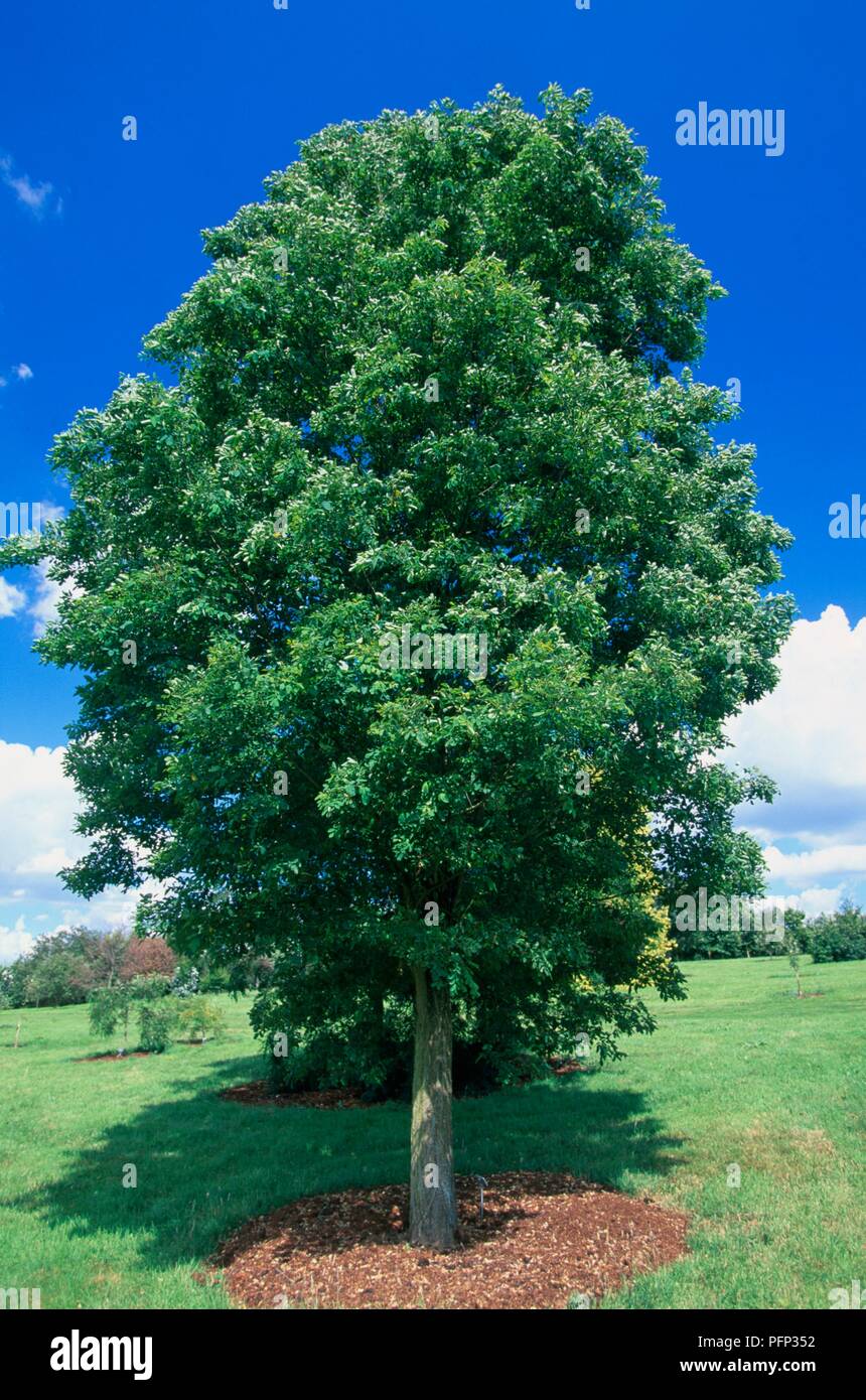 Robinia pseudoacacia 'Fastigiata' onophylla (Robinie), Baum in einer ...