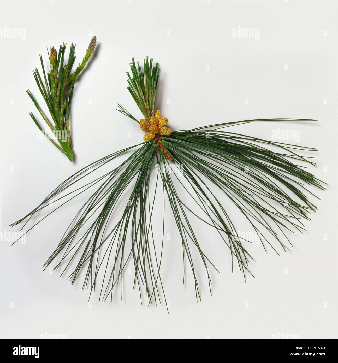 Male pine tree flower pine -Fotos und -Bildmaterial in hoher Auflösung ...
