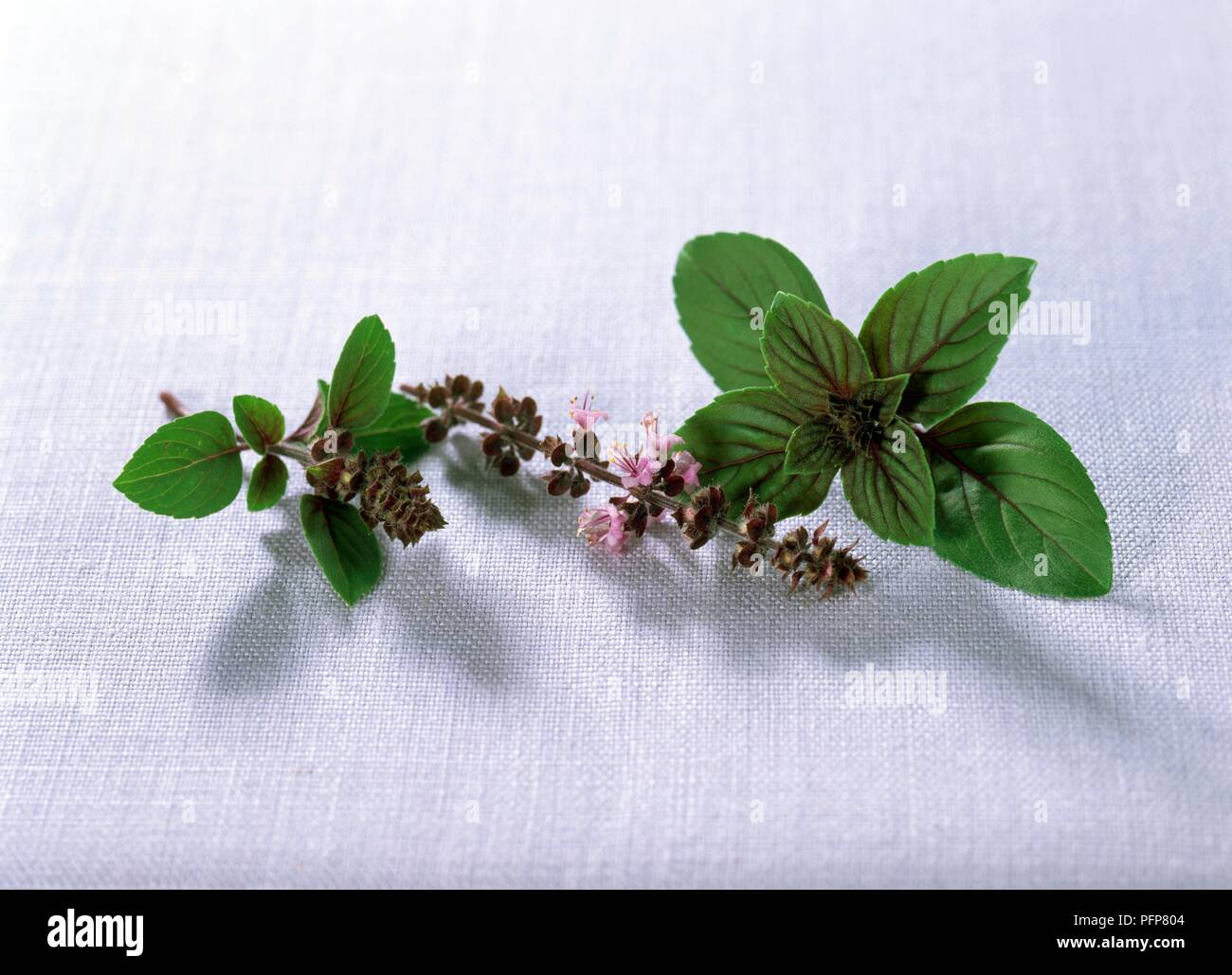 African blue basil -Fotos und -Bildmaterial in hoher Auflösung – Alamy