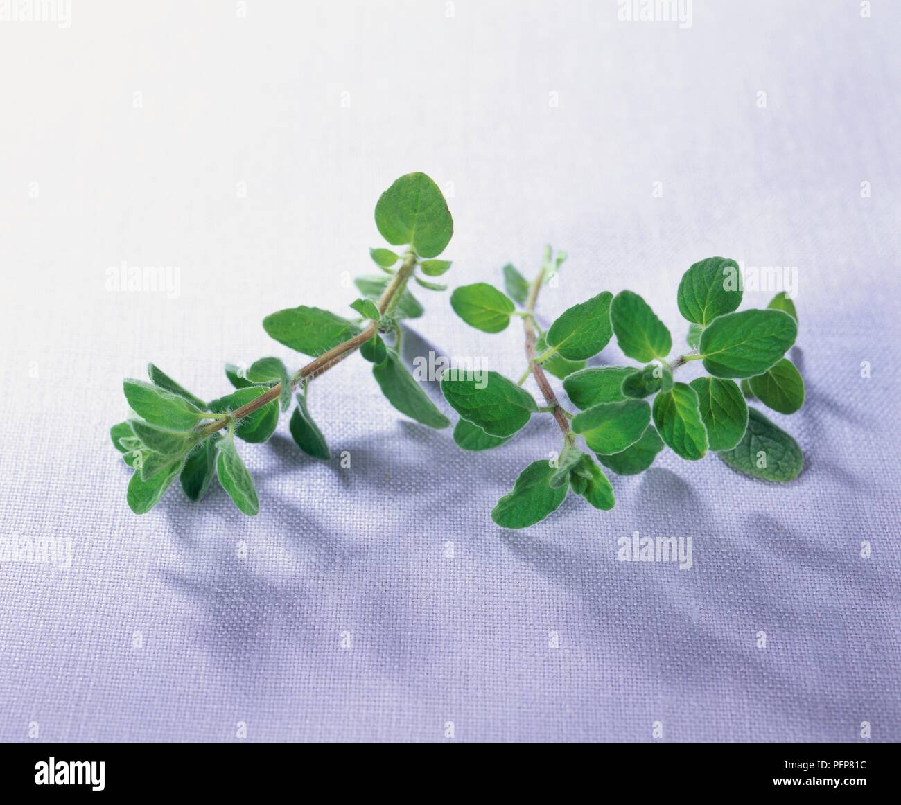 Origanum syriacum -Fotos und -Bildmaterial in hoher Auflösung – Alamy
