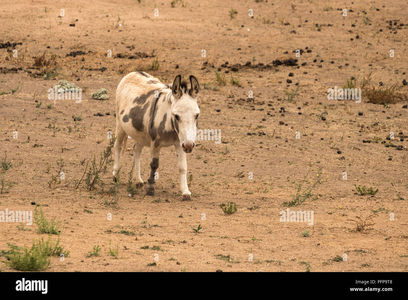 Mini Esel Stockfotos und -bilder Kaufen - Alamy