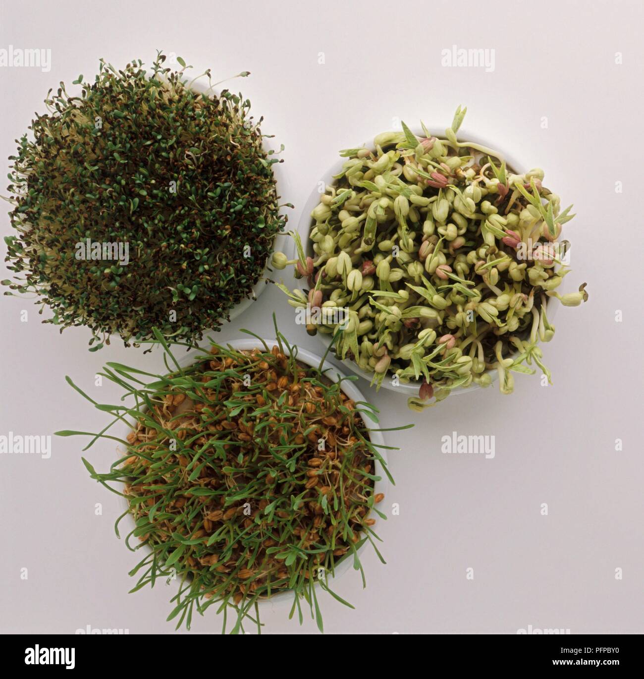 Medicago radiata -Fotos und -Bildmaterial in hoher Auflösung – Alamy