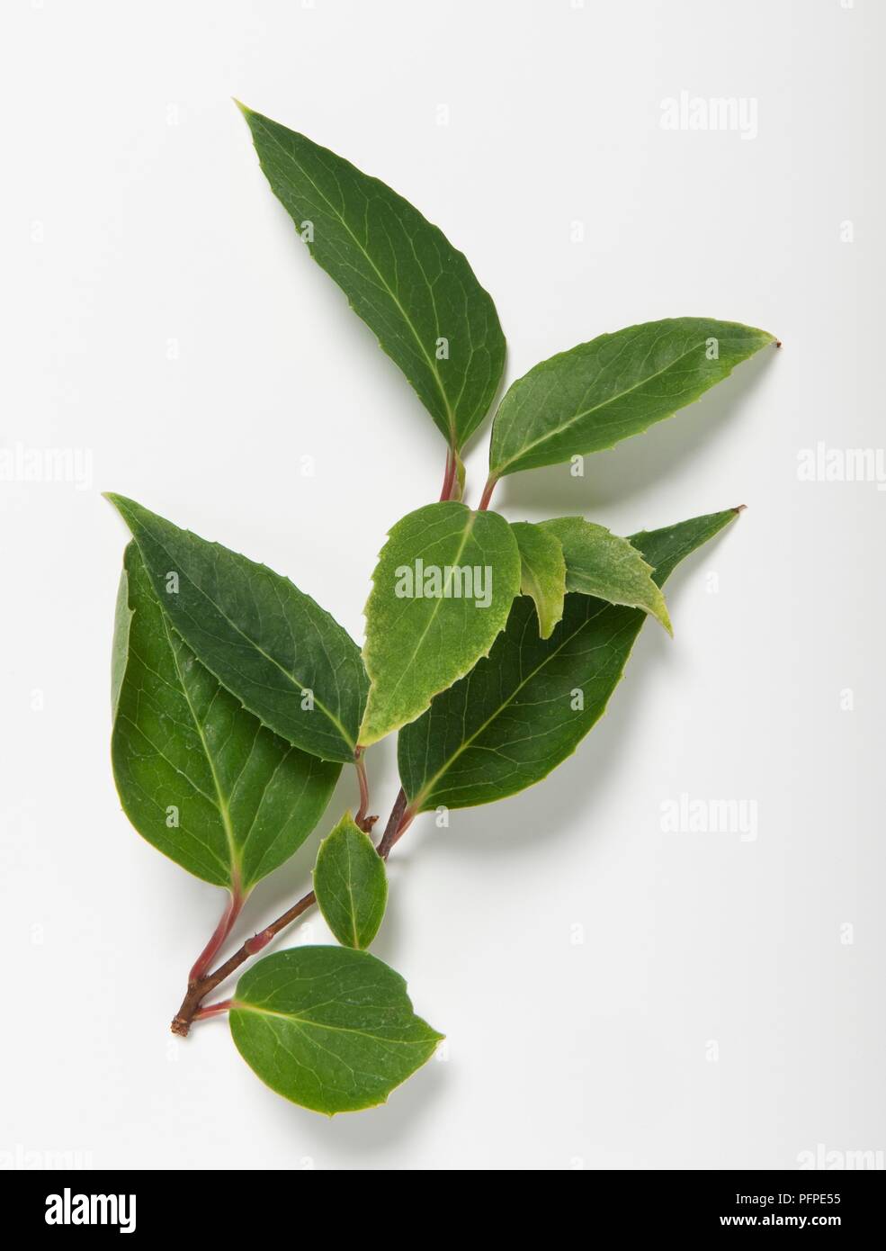 Schisandra freisteller -Fotos und -Bildmaterial in hoher Auflösung – Alamy