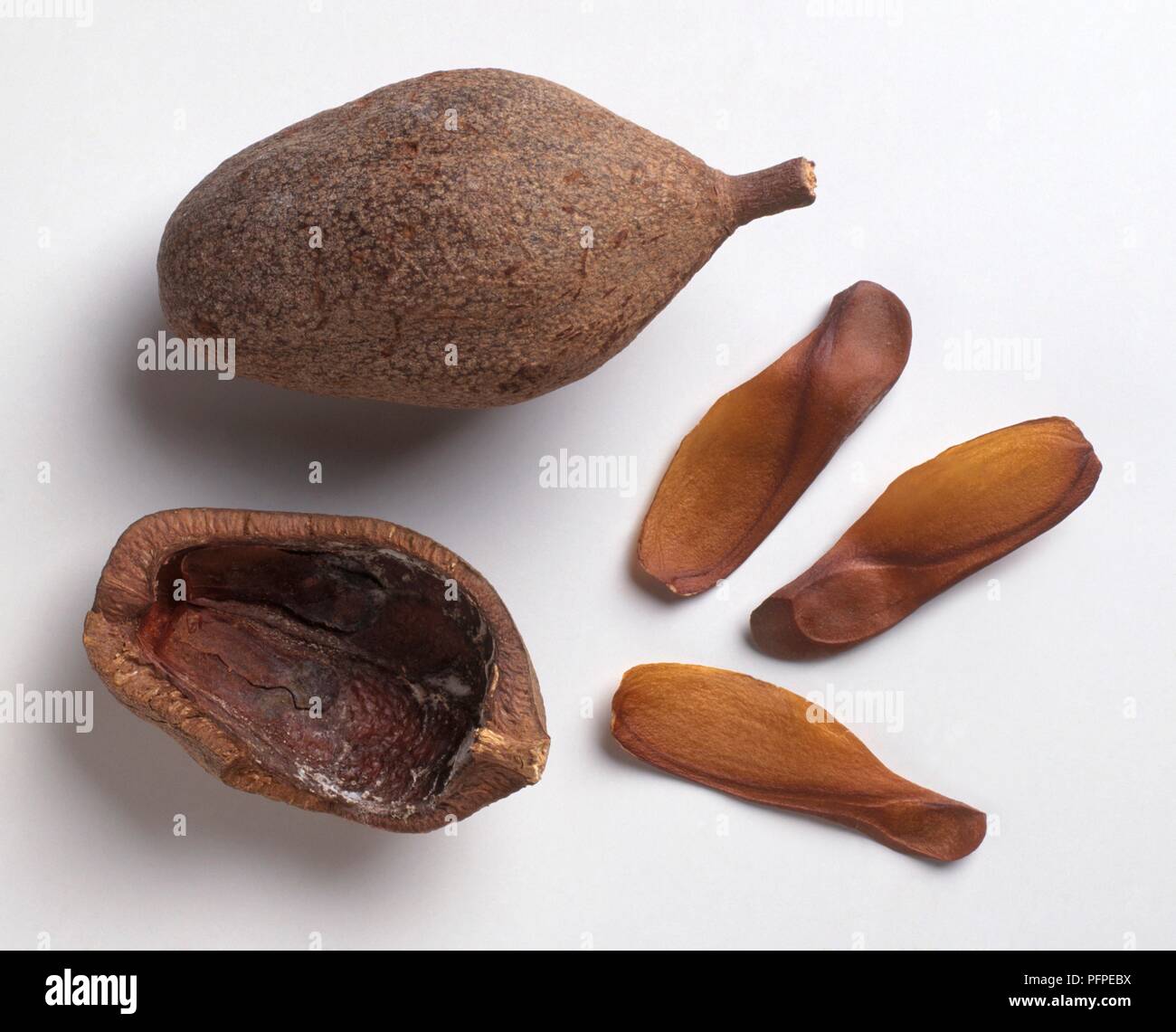 Mahagoni baum -Fotos und -Bildmaterial in hoher Auflösung – Alamy