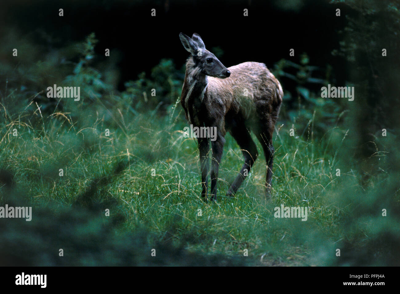 Moschus moschiferus -Fotos und -Bildmaterial in hoher Auflösung – Alamy