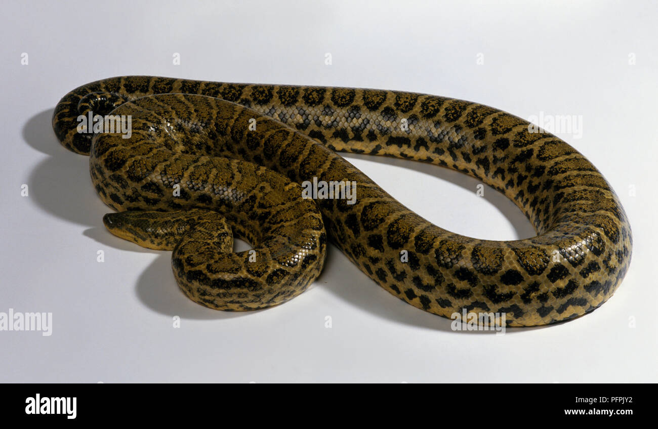 Anaconda pattern -Fotos und -Bildmaterial in hoher Auflösung – Alamy