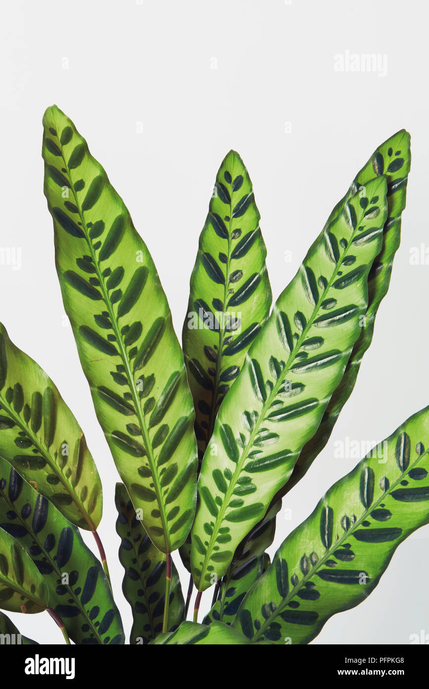 Calathea insignis -Fotos und -Bildmaterial in hoher Auflösung – Alamy