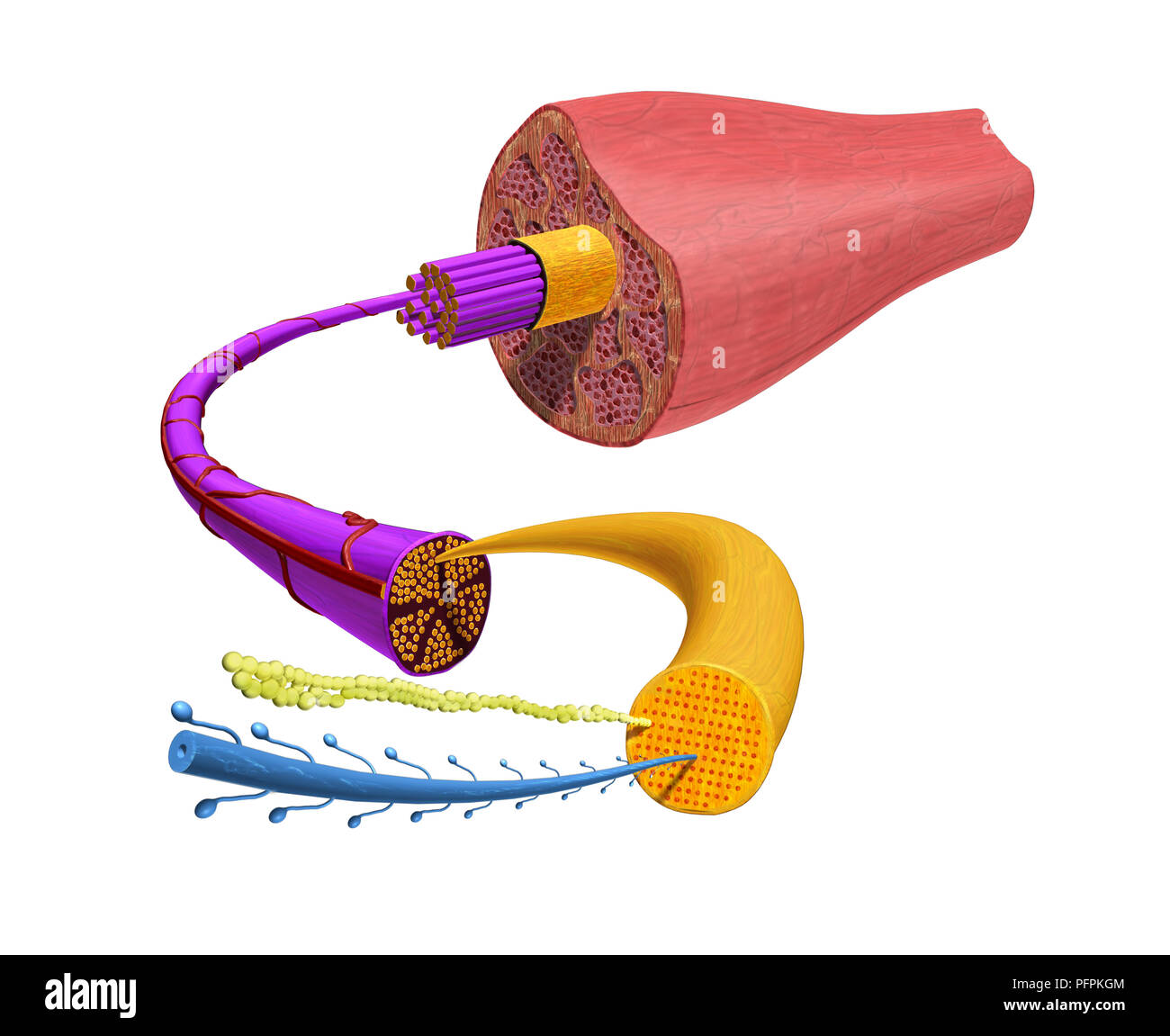 Anatomie muskel Ausgeschnittene Stockfotos und -bilder - Alamy
