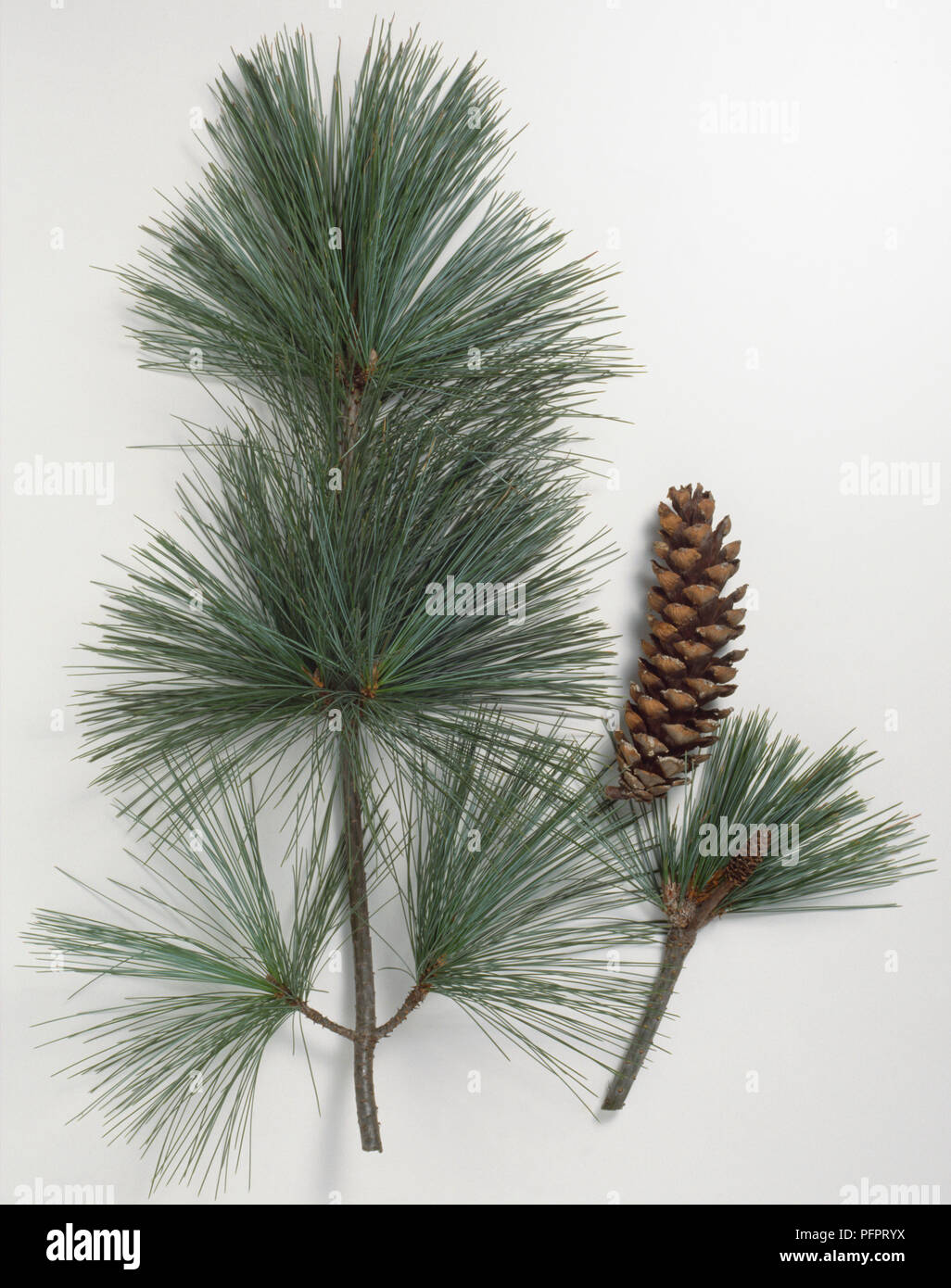 Pinus wallichiana -Fotos und -Bildmaterial in hoher Auflösung – Alamy