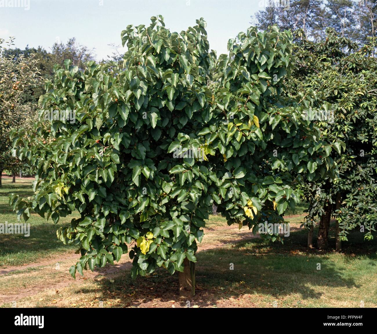 Morus nigra black mulberry in -Fotos und -Bildmaterial in hoher ...