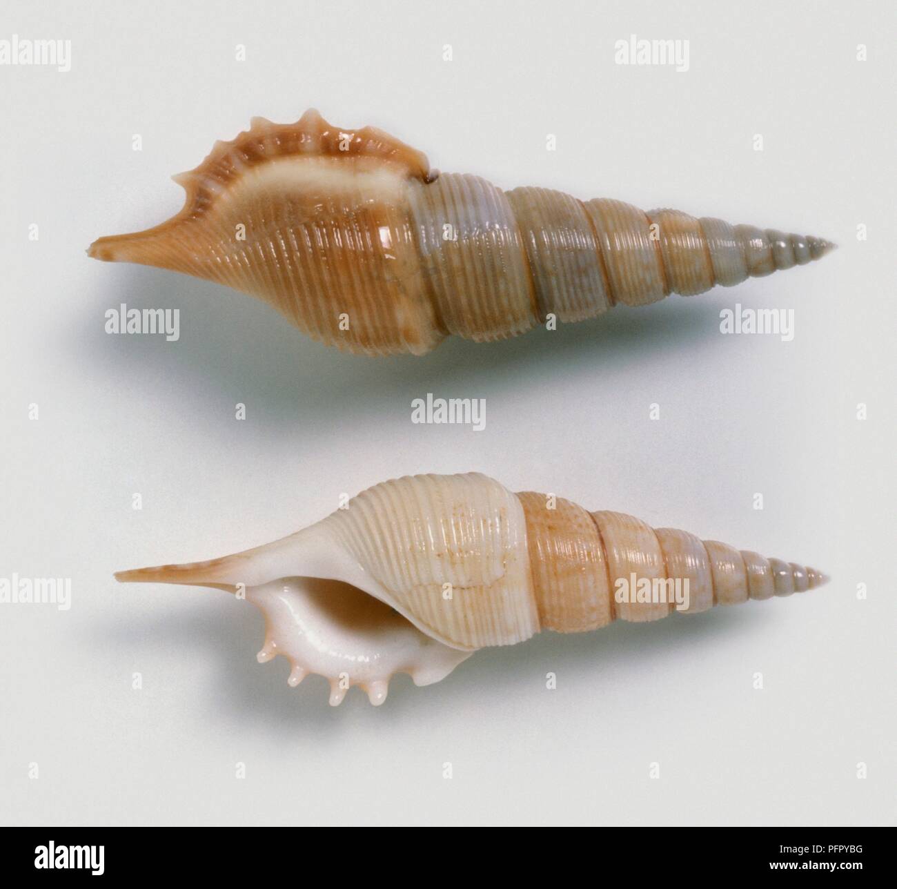 Powisi tibia schale -Fotos und -Bildmaterial in hoher Auflösung – Alamy