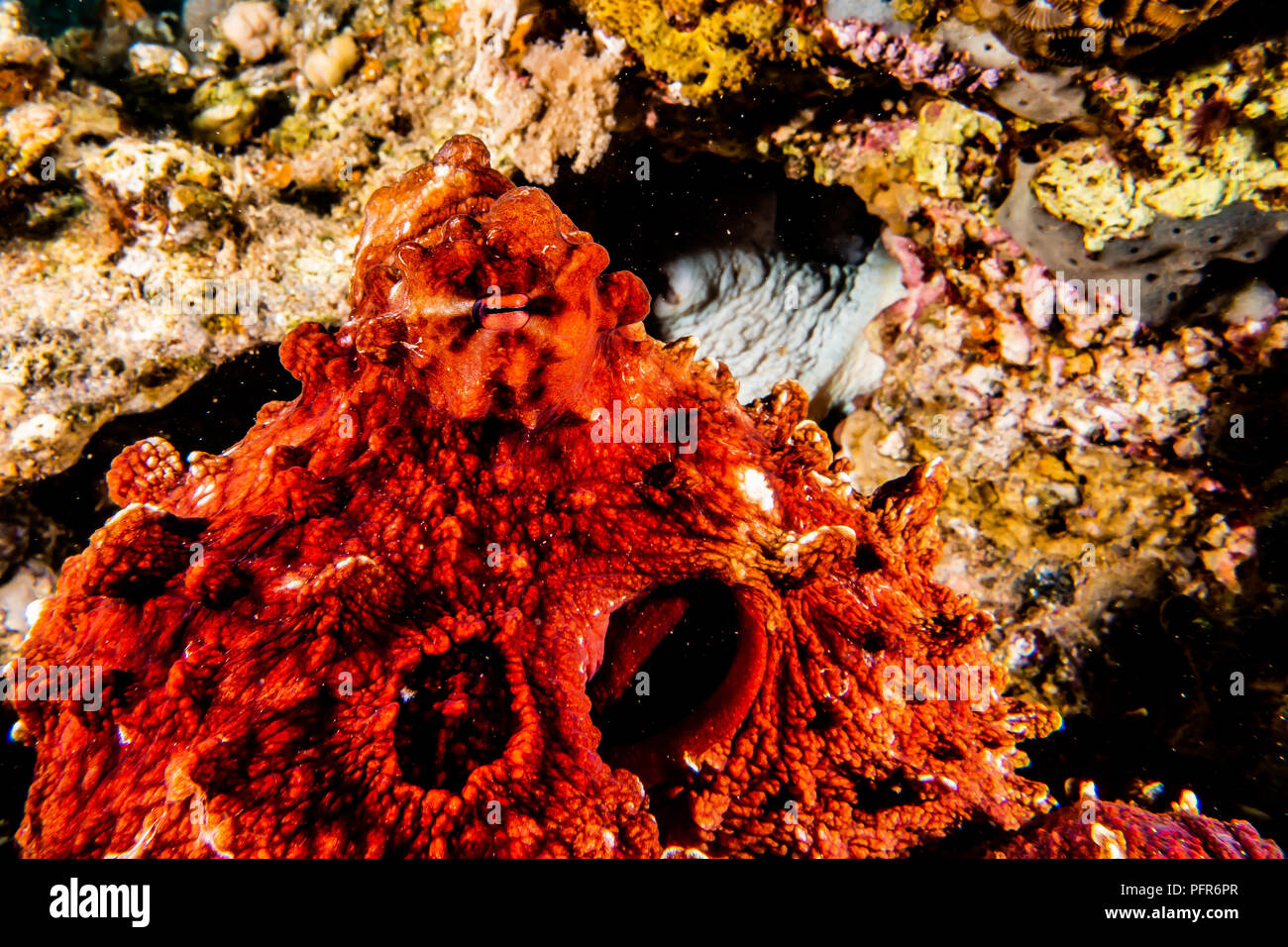 Octopus In Aquarium Stockfotos und -bilder Kaufen - Seite 3 - Alamy