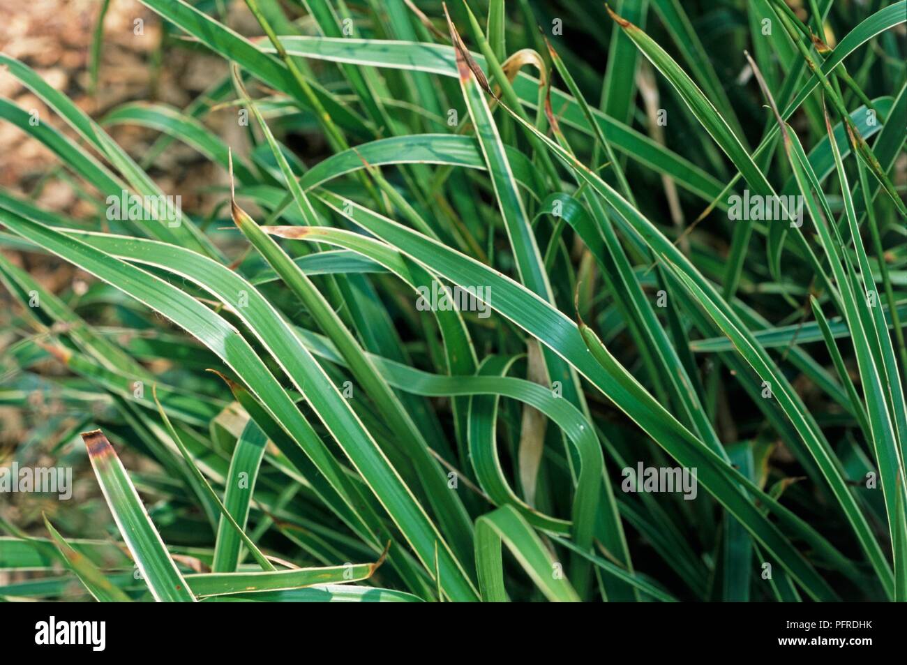 Luzula sylvatica -Fotos und -Bildmaterial in hoher Auflösung – Alamy