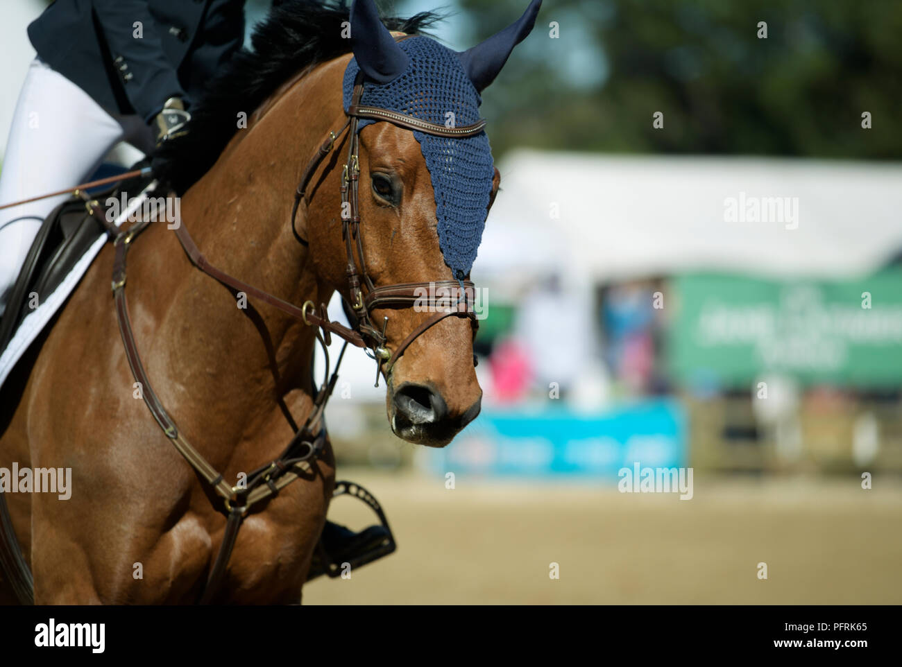 Pferdesport springreiten -Fotos und -Bildmaterial in hoher Auflösung ...