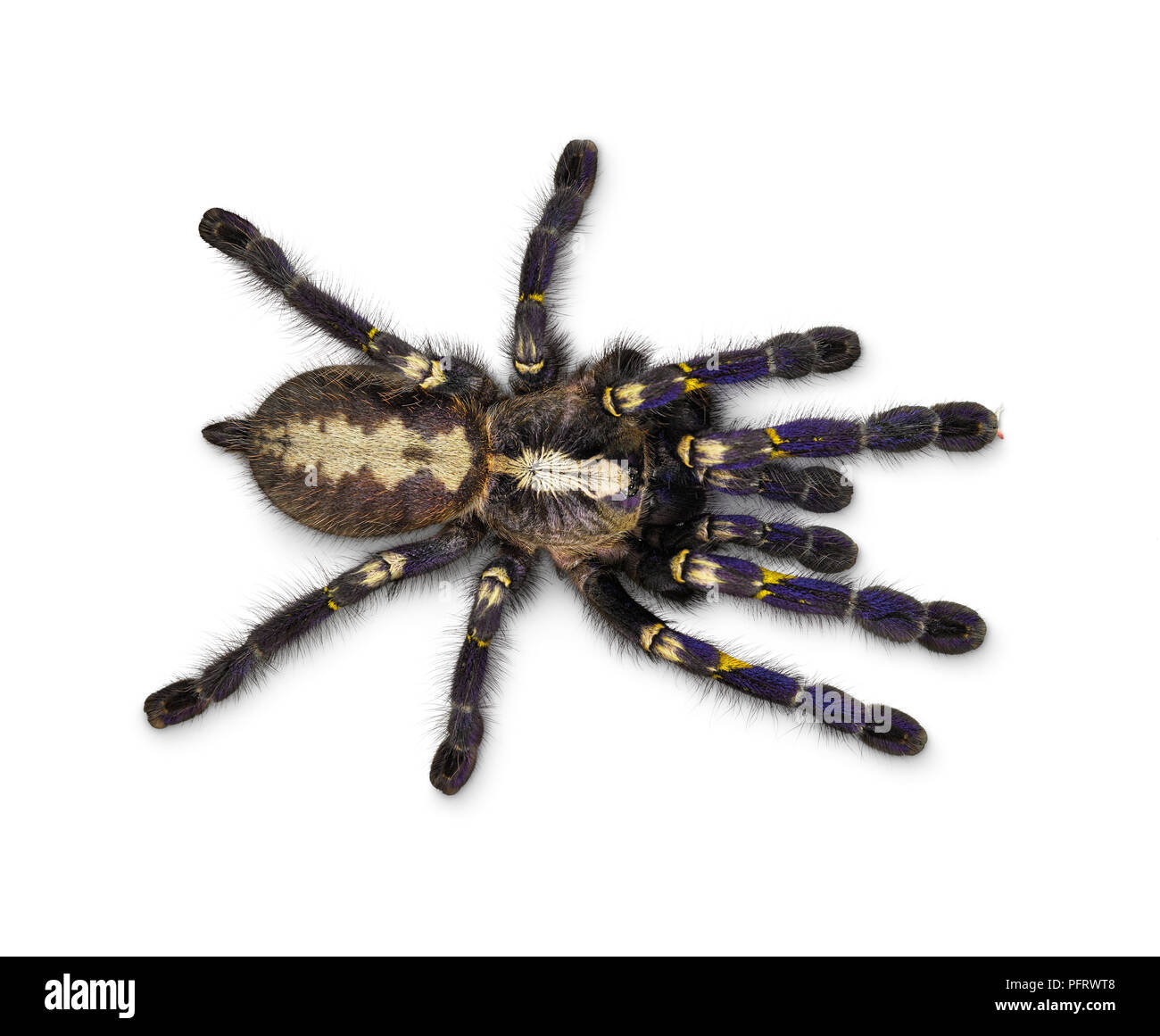 Tarantula theraphosidae -Fotos und -Bildmaterial in hoher Auflösung – Alamy