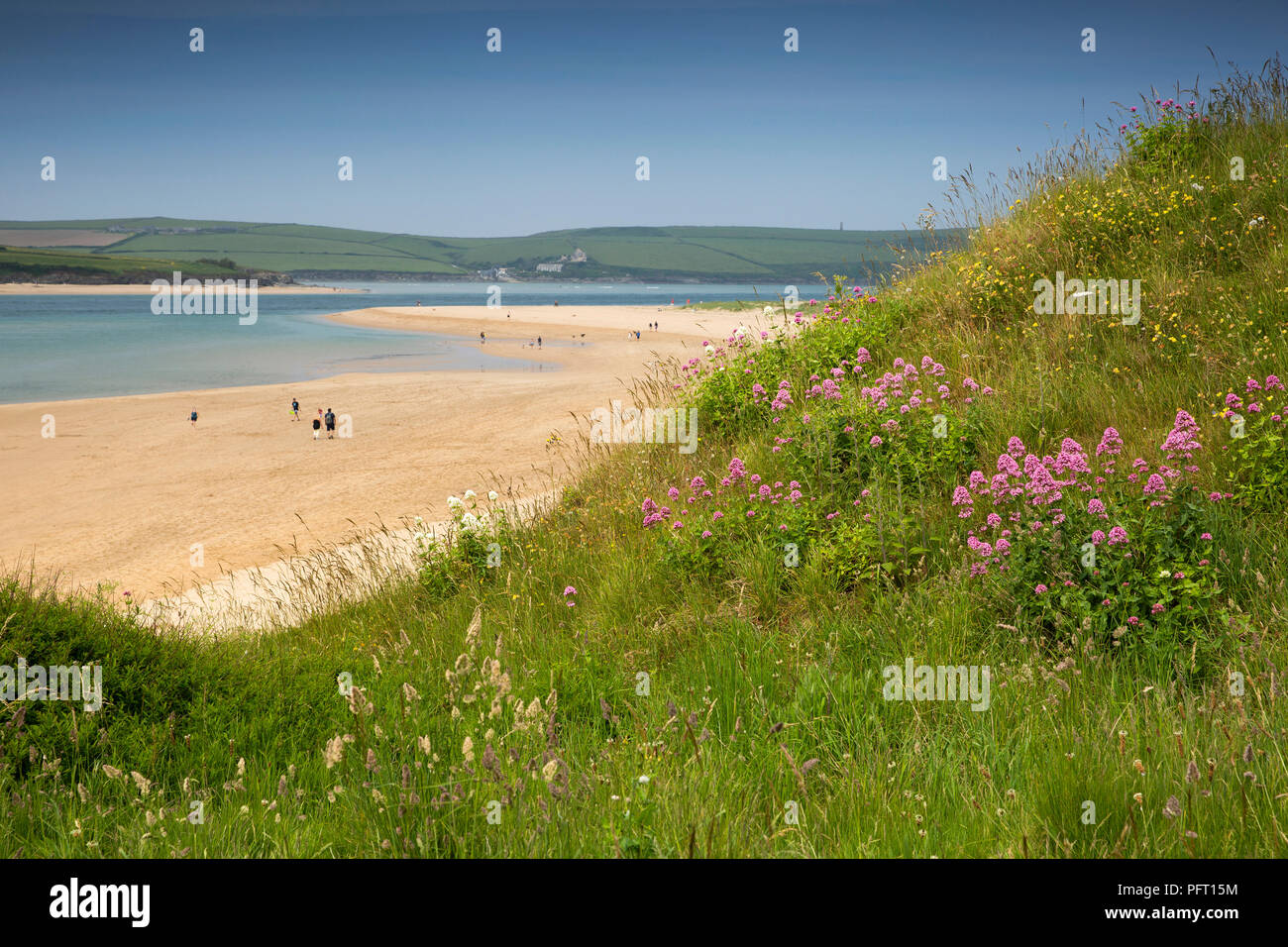 Lila blumen am strand -Fotos und -Bildmaterial in hoher Auflösung – Alamy