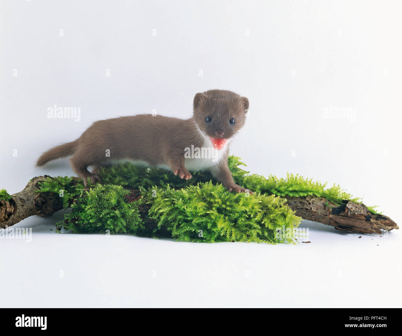 Mindestens Wiesel (Mustela nivalis) baby Wiesel im Unterholz ...