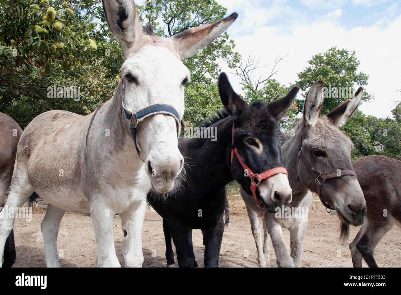 Schwarze esel -Fotos und -Bildmaterial in hoher Auflösung – Alamy