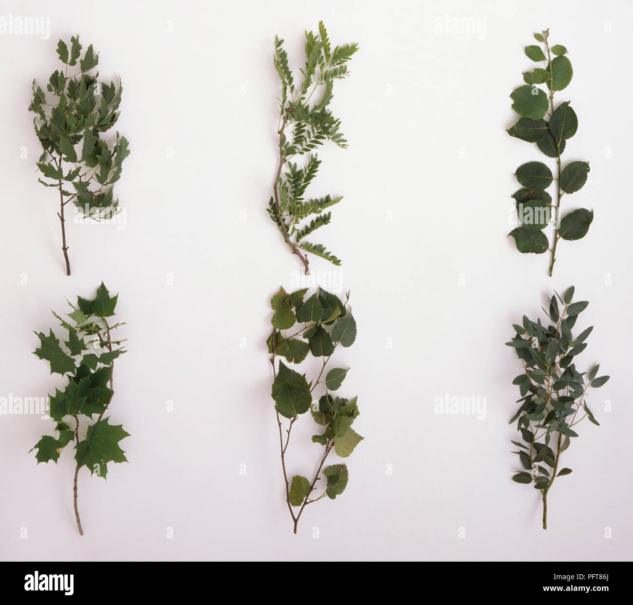 Eucalyptus gunnii tree -Fotos und -Bildmaterial in hoher Auflösung – Alamy