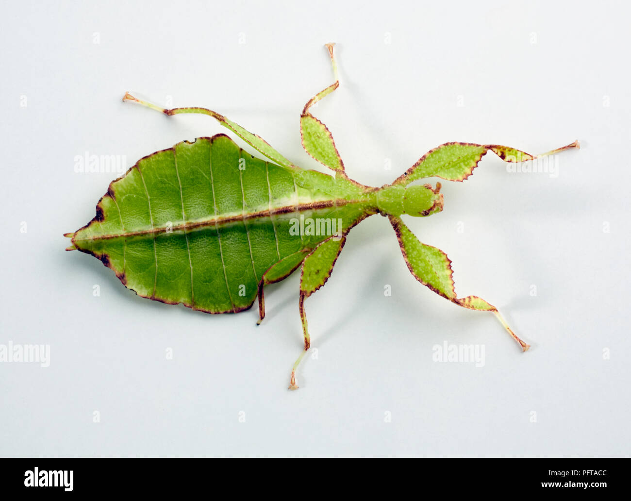 Blatt insekt phylliidae -Fotos und -Bildmaterial in hoher Auflösung – Alamy