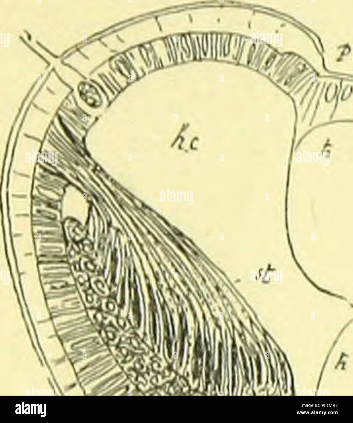 . Der Anatomie, Physiologie, Morphologie und Entwicklung der Schlag-fly ...