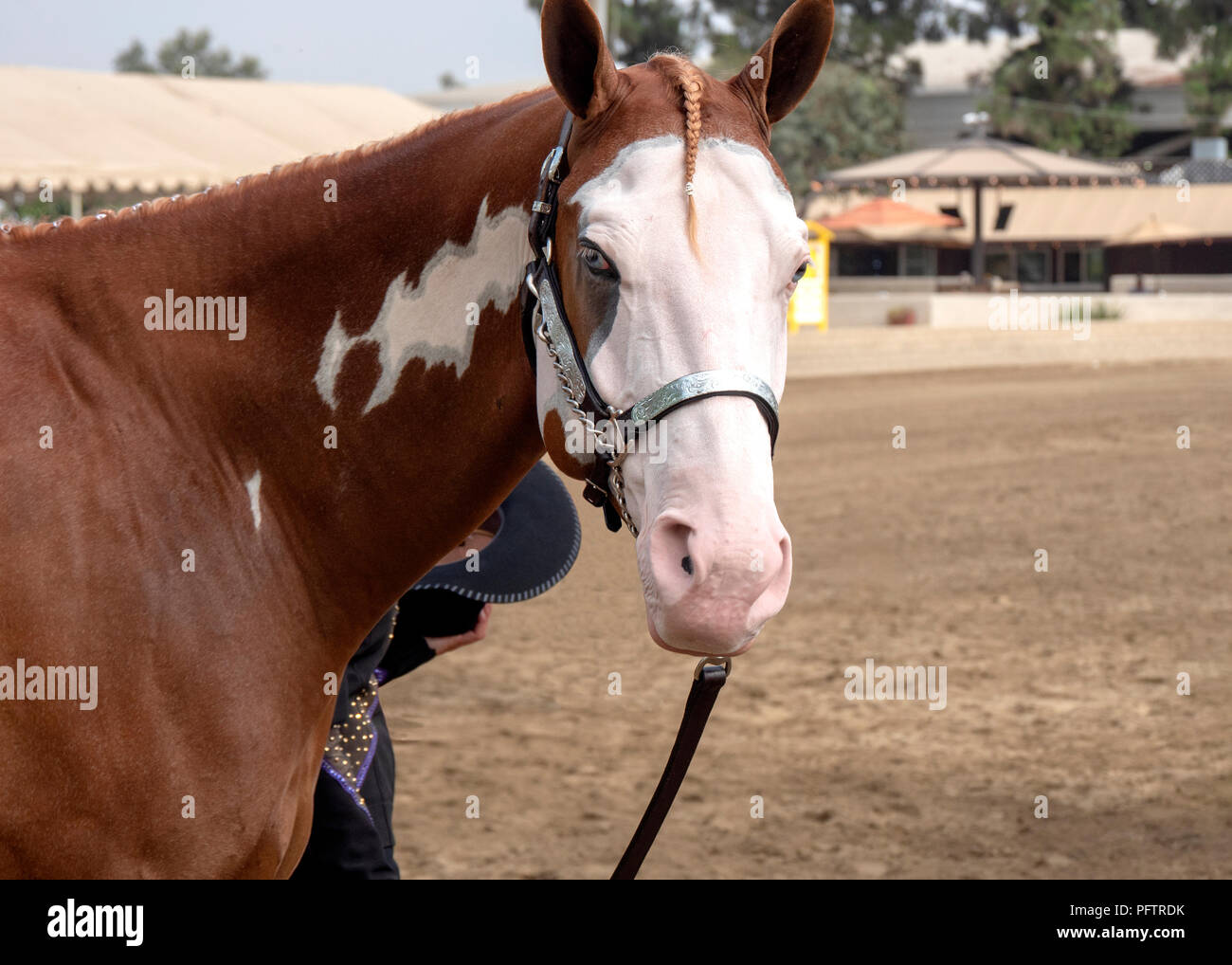 Pinto horse Stockfotos und -bilder Kaufen - Alamy