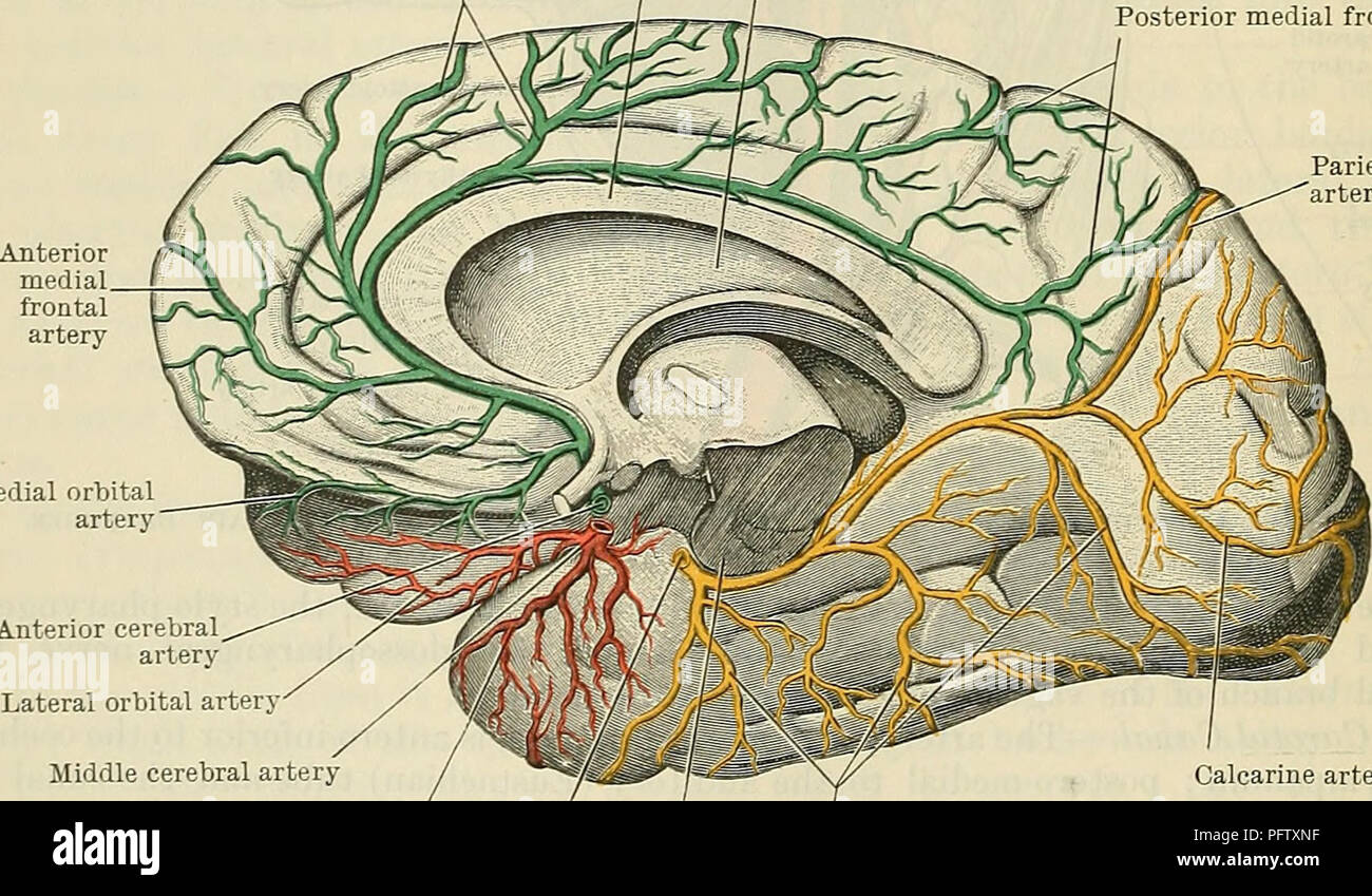 Nervus Trochlearis Stockfotos und -bilder Kaufen - Alamy