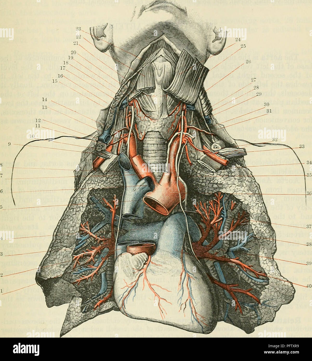 . Cunninghams Lehrbuch der Anatomie. Anatomie. Die PULMOXAEY AETEEY ...