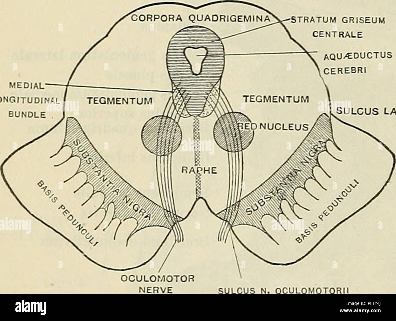 . Cunninghams Lehrbuch der Anatomie. Anatomie. 584 NEKVOUS SYSTEM. Nerv ...