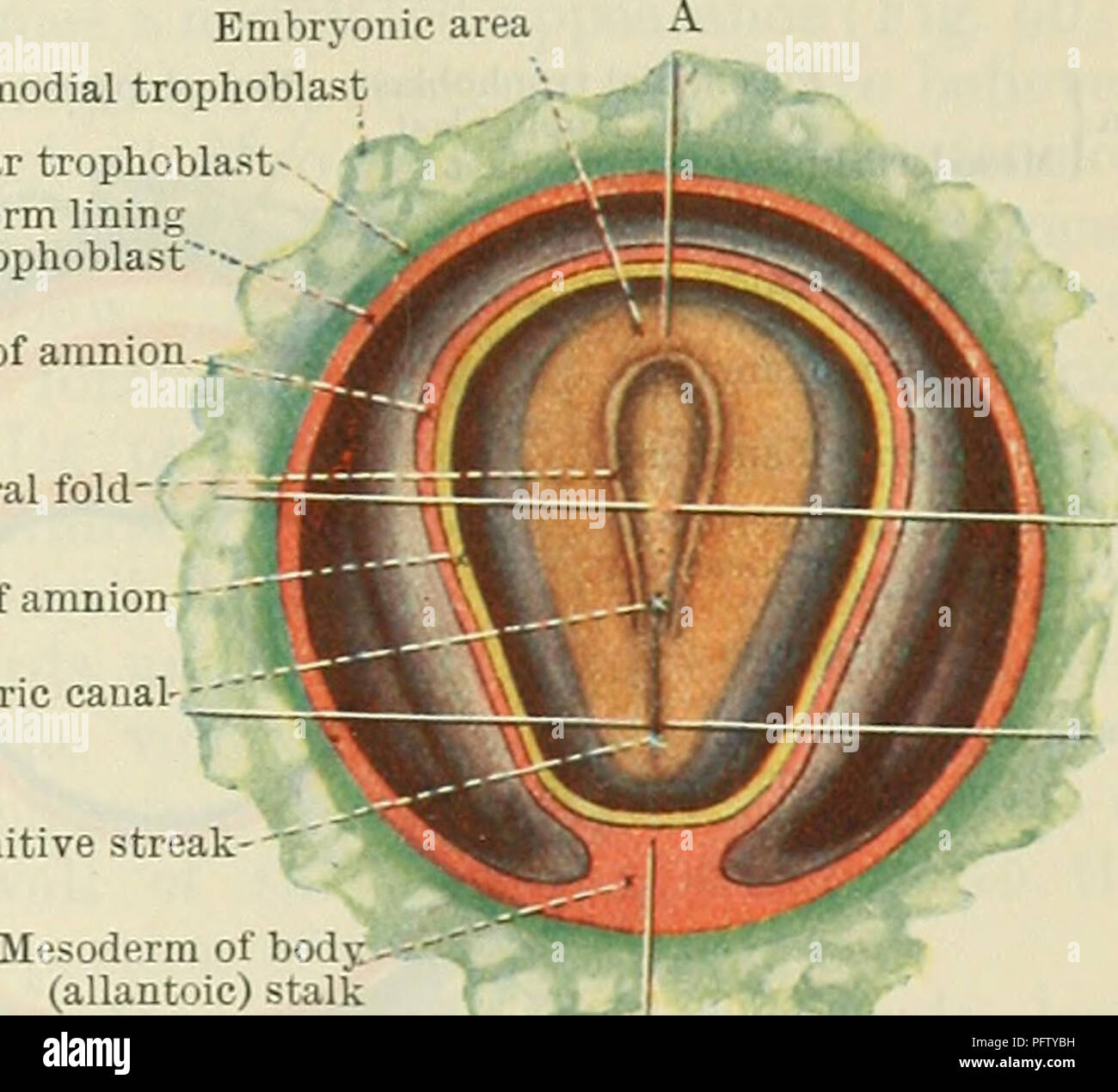 . Cunninghams Lehrbuch der Anatomie. Anatomie. Die EMBRYONALE AEEA. 23 ...