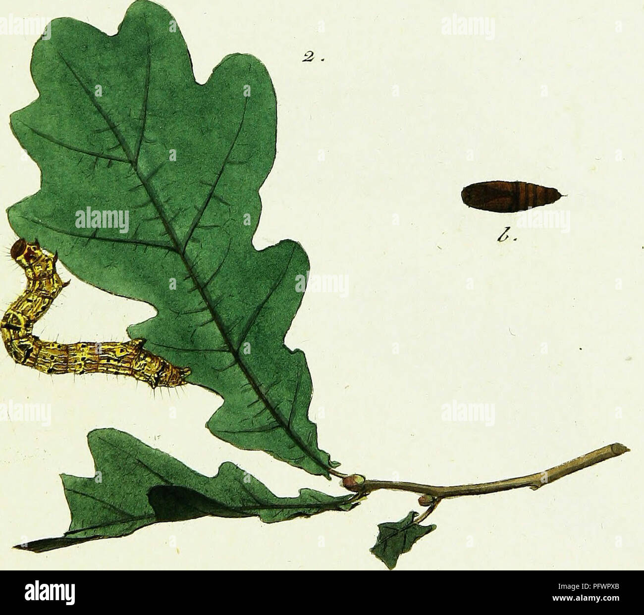 Eine historische Studie über europäische Schmetterlinge, die ...