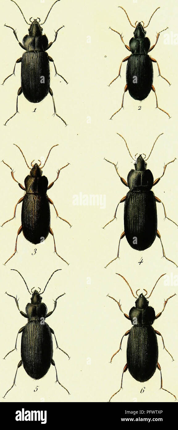 . Iconographie et Histoire Naturelle des coleÌopteÌres d'Europe;. Käfer ...