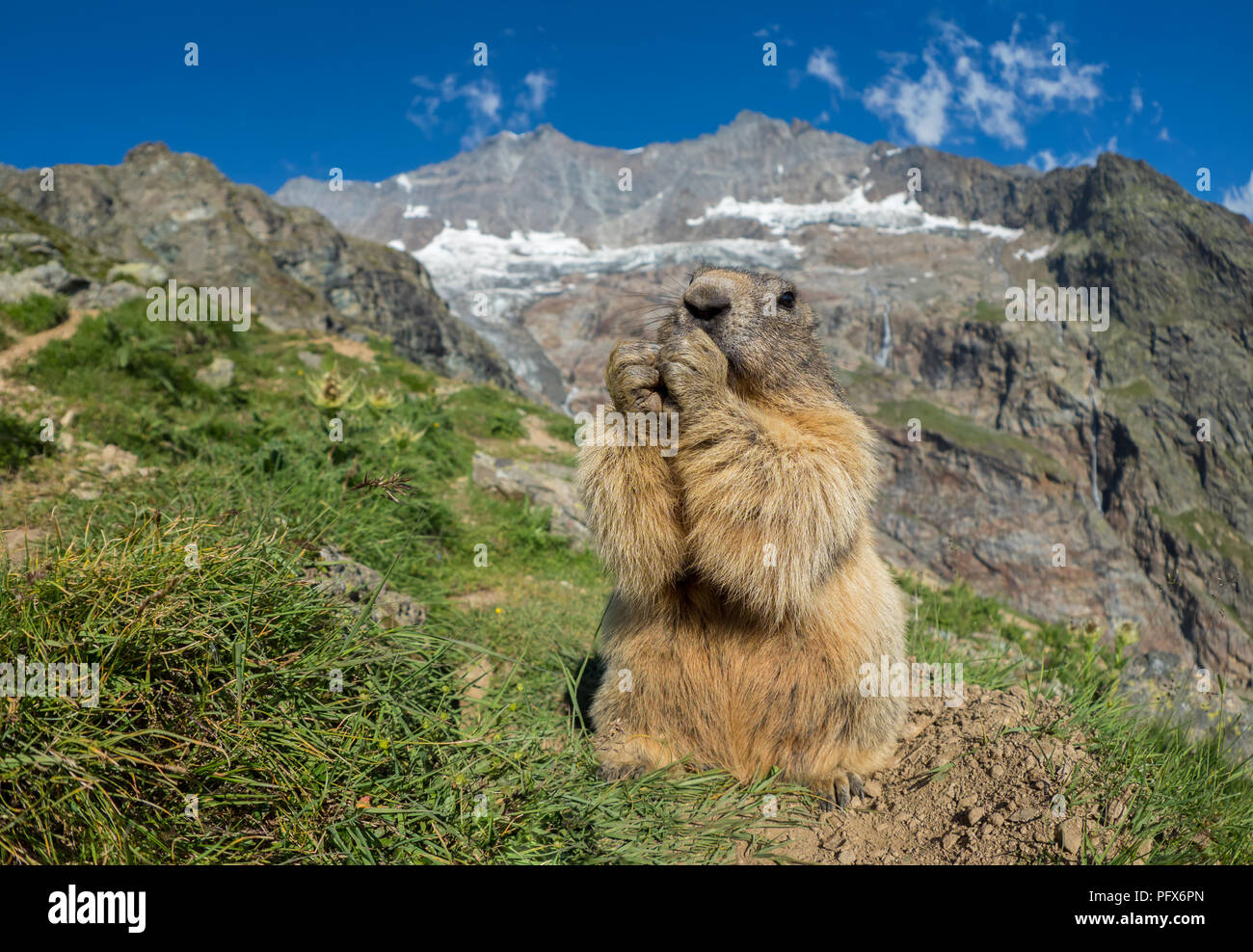 Murmeltiere der schweiz -Fotos und -Bildmaterial in hoher Auflösung – Alamy