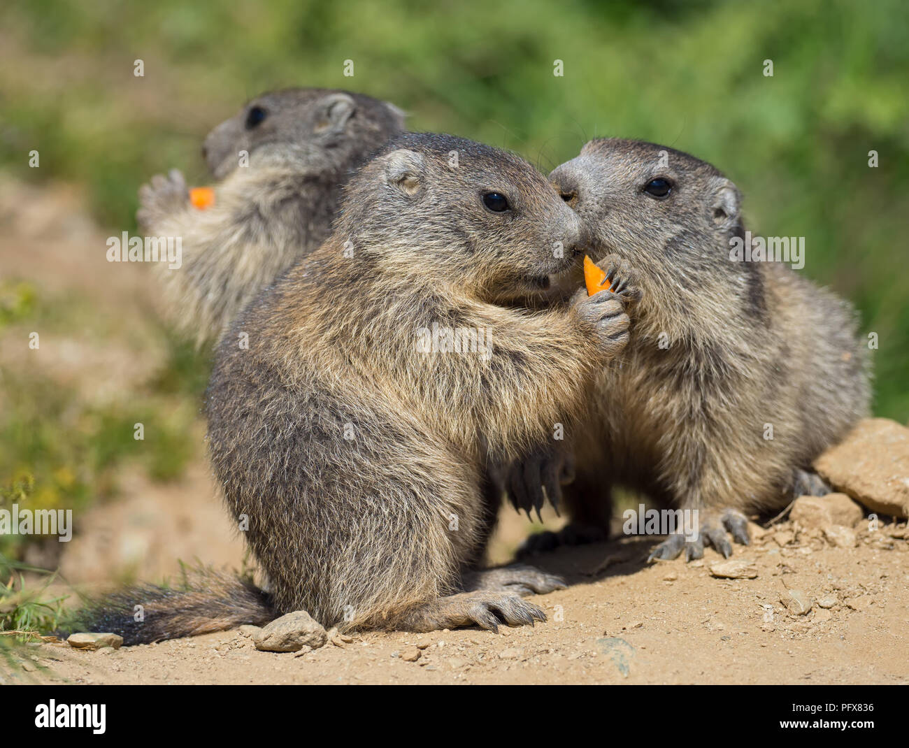 Murmeltiere der schweiz -Fotos und -Bildmaterial in hoher Auflösung – Alamy