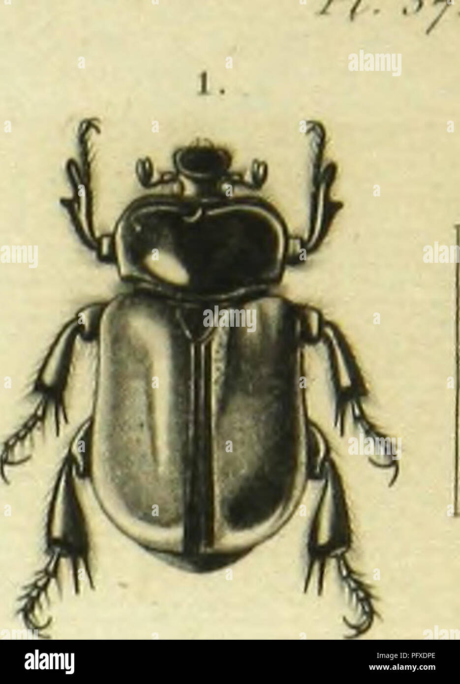 . Histoire Naturelle des Insectes: Gattungen des coleopteres, ou et ...