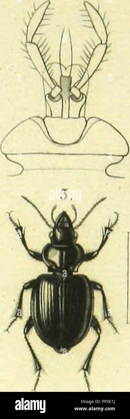 . Histoire Naturelle des Insectes: Gattungen des coleopteres, ou et ...