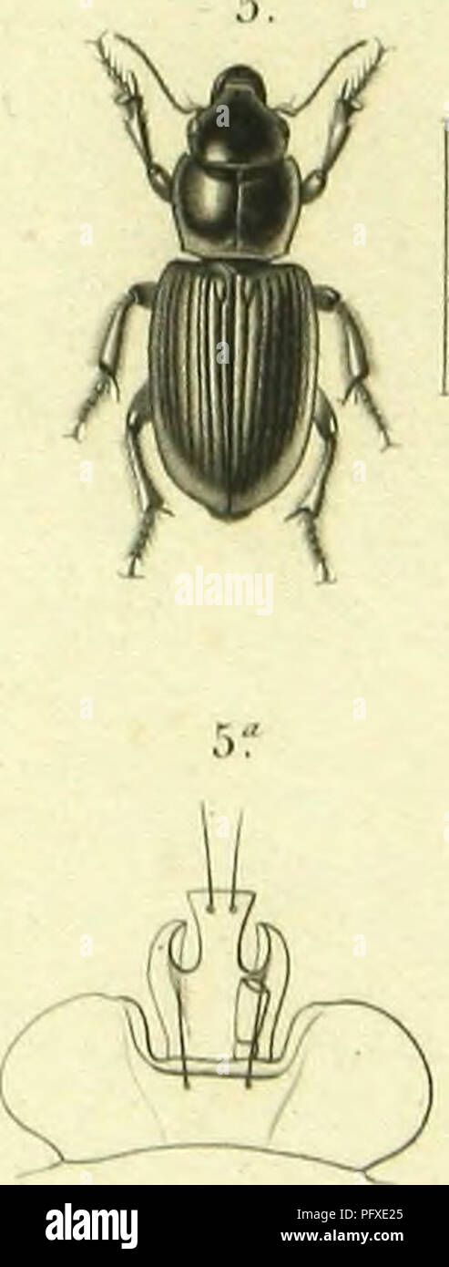 . Histoire Naturelle des Insectes: Gattungen des coleopteres, ou et ...